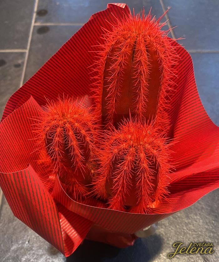 Kaktus – Crveni