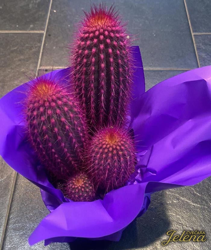 Kaktus – Ljubičasti
