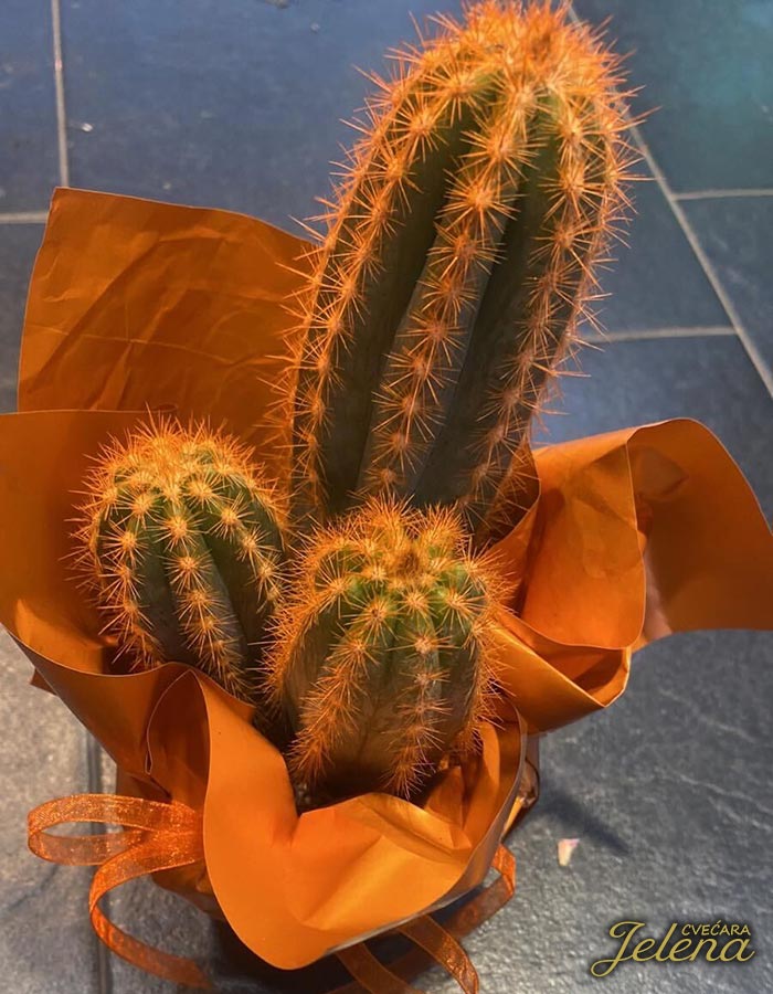 Kaktus – Narandžasti