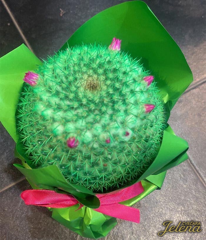 Kaktus – Zeleni