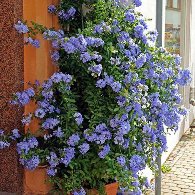 Plumbago