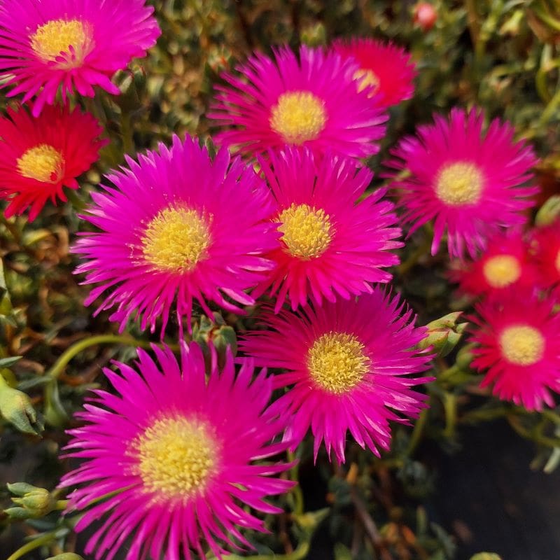 Sunčev cvet pink