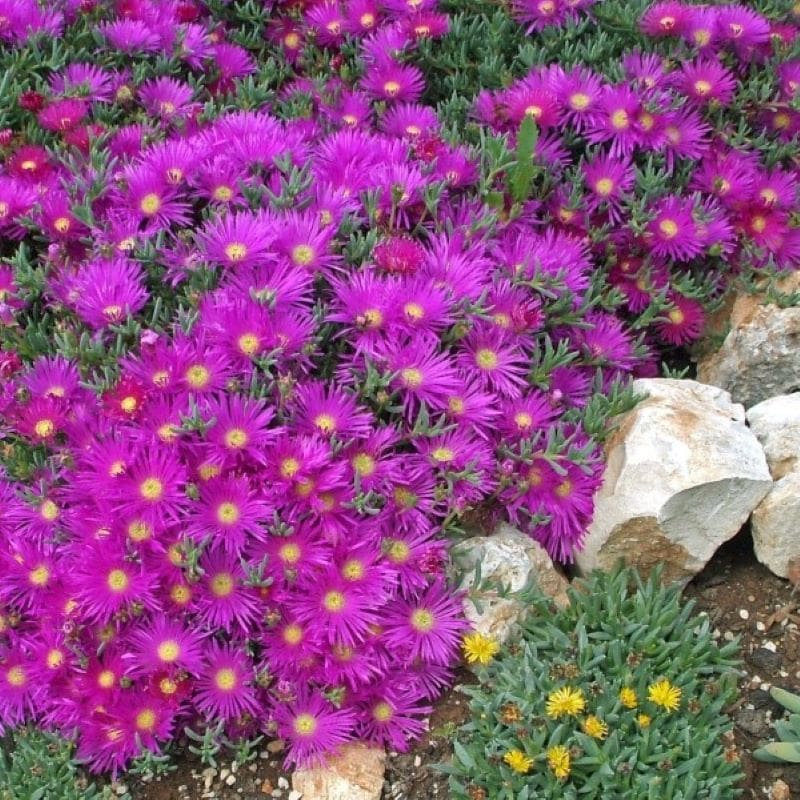 Sunčev cvet purpurni