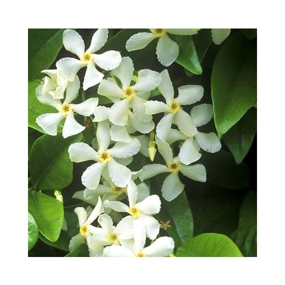 Trachelospermum jasminoides • C 10 L • 175/200 cm