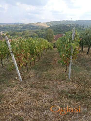 Prodajem vinograd i vocnjak u punom rodu!