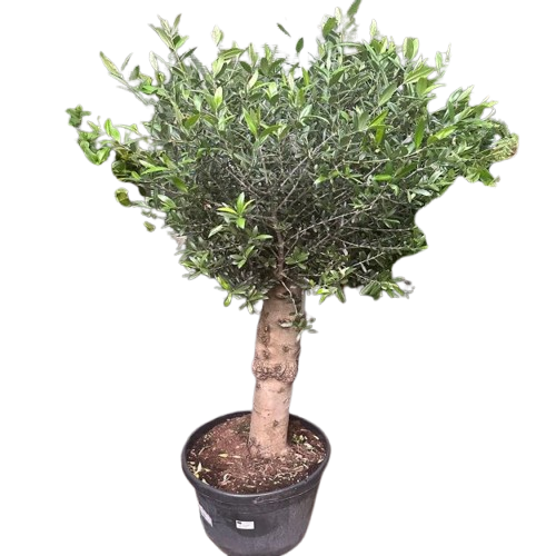 SAKS OLEA 100CM