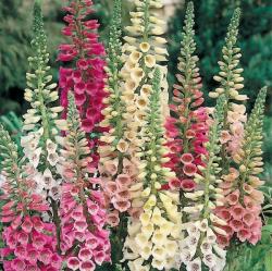 Digitalis purpurea - naprstak