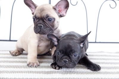 French bulldog kennel Srcky"s