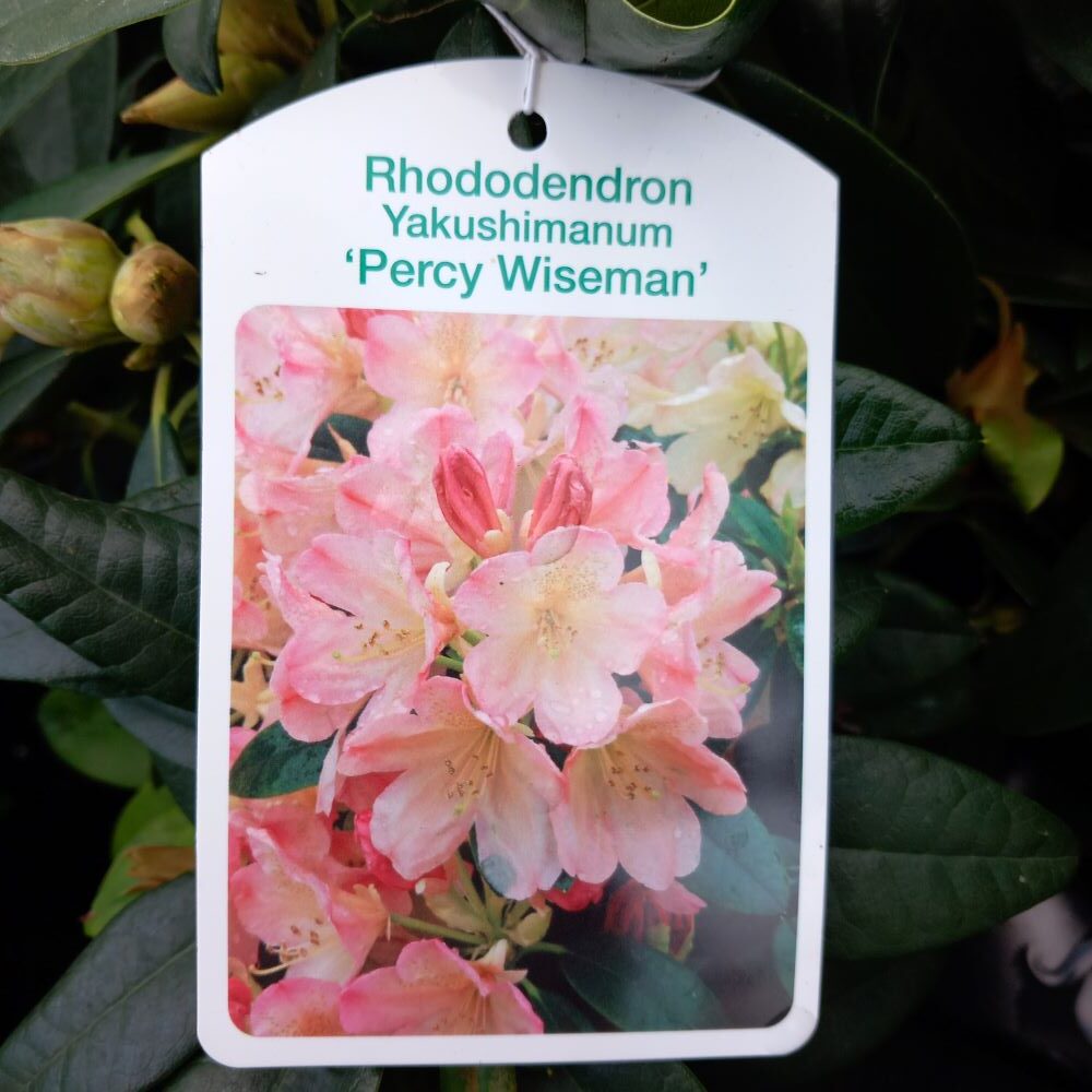 Rhododendron Double dots 30 cm