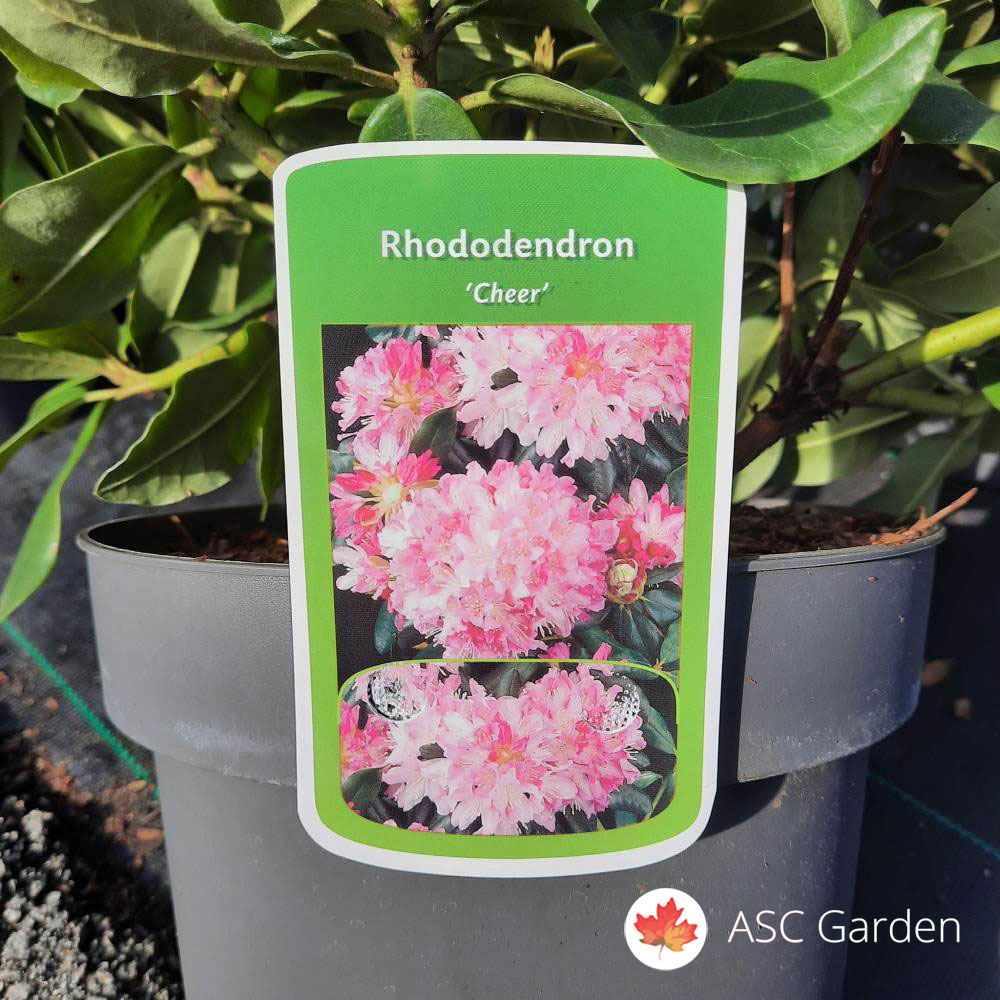 Rhododendron Cheer 65 cm