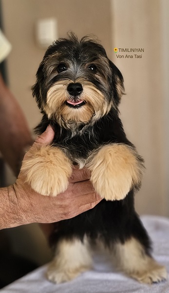 Bichon Havanese ( Havanski bišoni ) vrhunski štenci