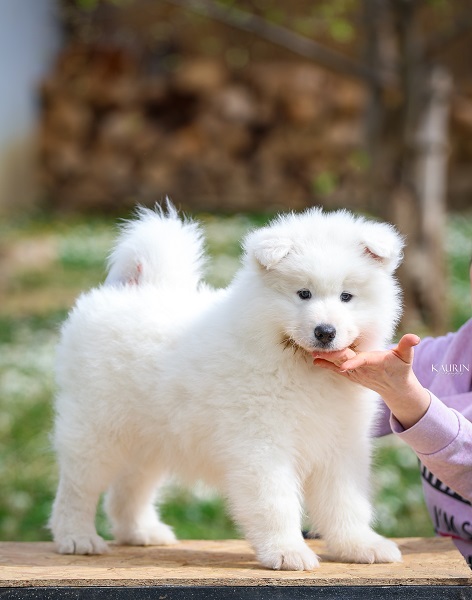 Samojed, dva muška šteneta