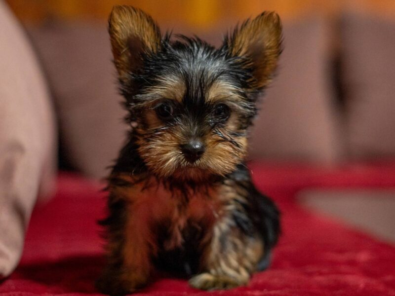 Mini jorksir YORKI