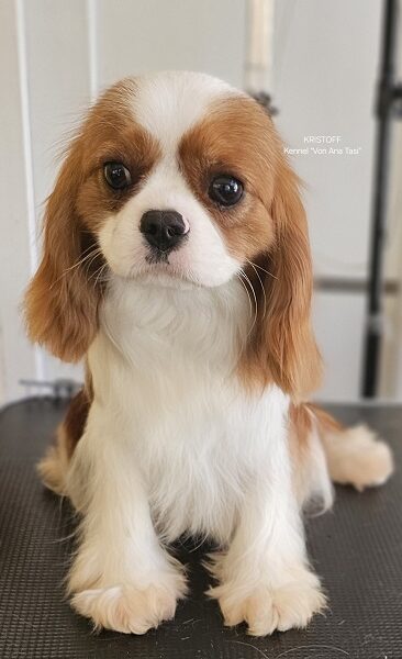 Cavalier King Charles Spaniel, mužjaci za prodaju