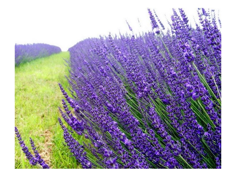 Lavanda - Lavandula angustifolia