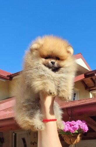 Pomeranac Boo