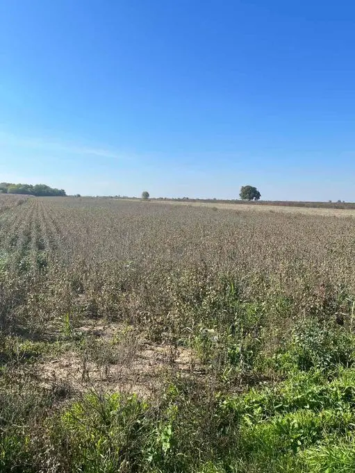 Fenomenalno, poljoprivredno zemljište