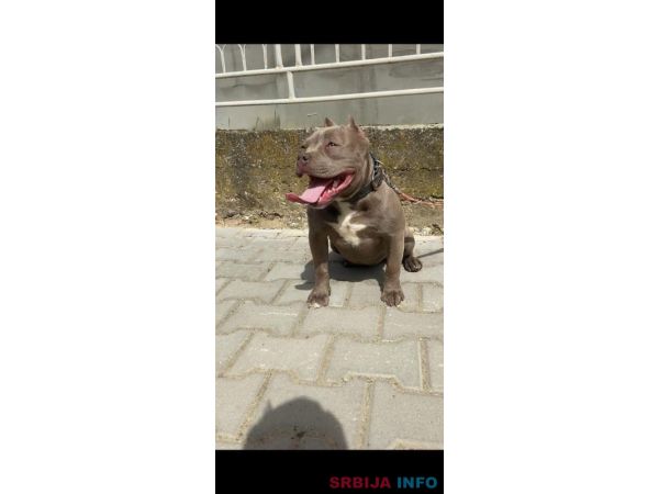 American bully pocket sampanj zenkica