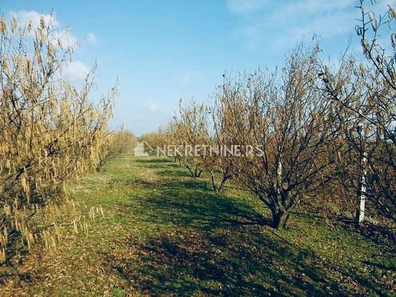 PRODAJA - Voćnjak površine 5557m2 na kome se nalazi zasad lešnika (250 stabala) u odličnom stanju