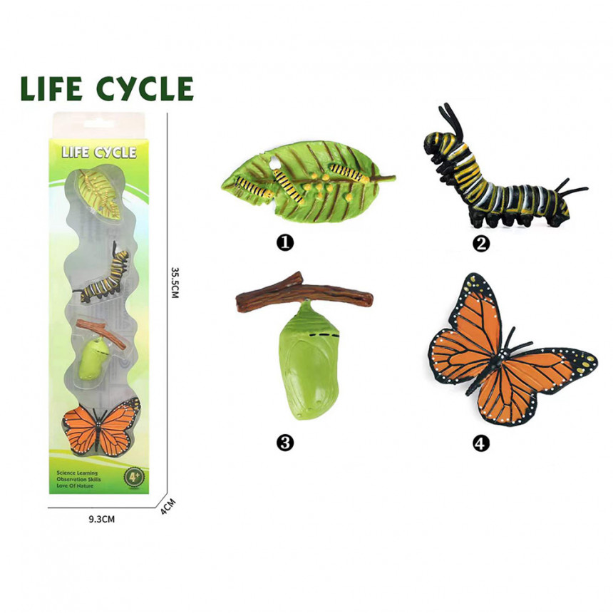 Životni ciklus leptira set od 4 dela