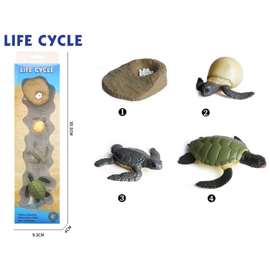 Životni ciklus kornjače set od 4 dela