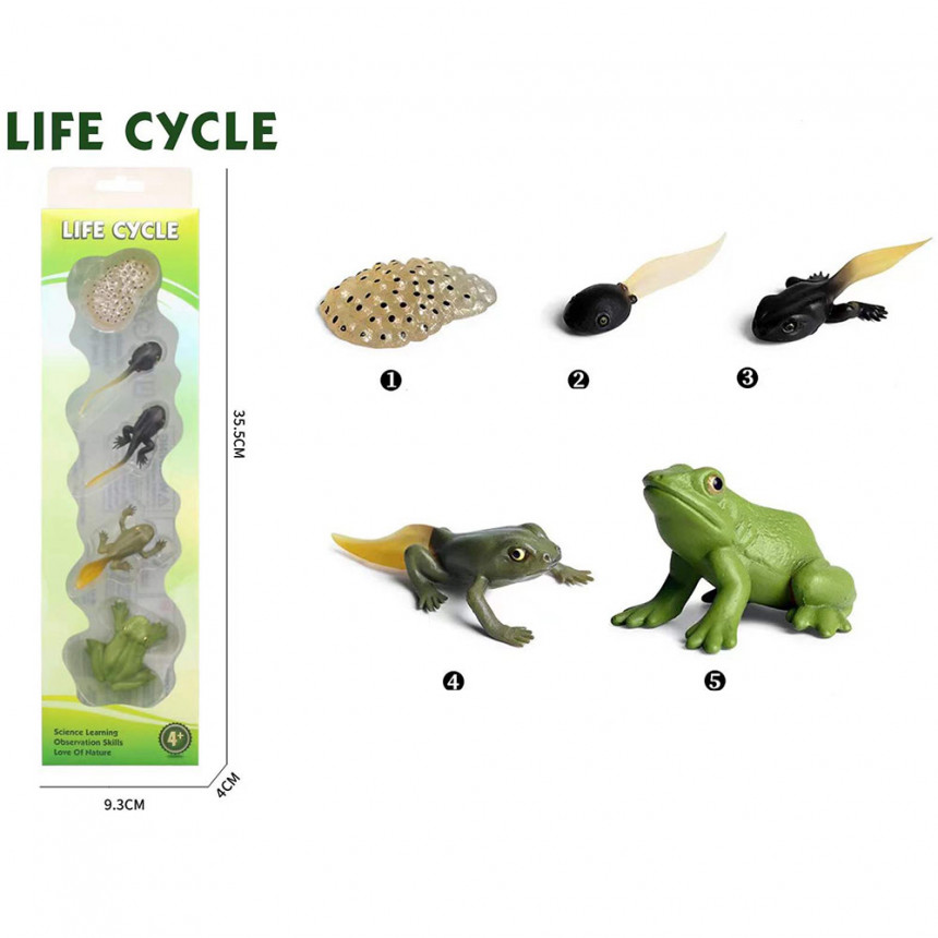 Životni ciklus žabe set od 4 dela
