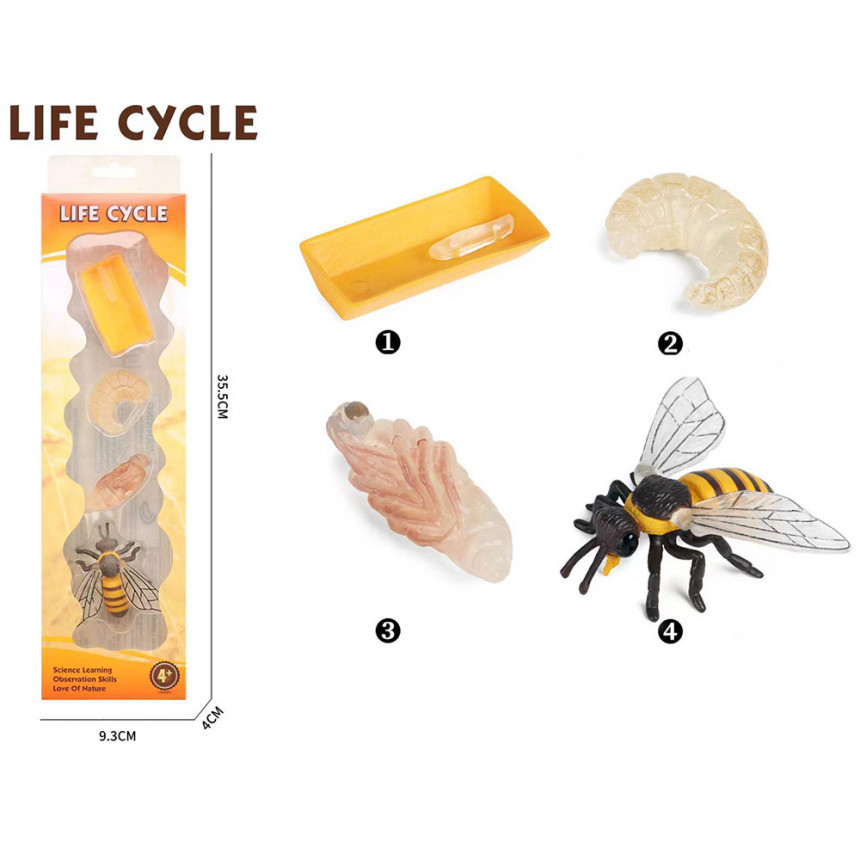 Životni ciklus pčele set od 4 dela