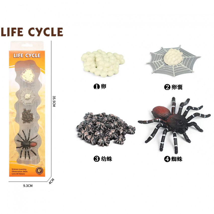 Životni ciklus pauka set od 4 dela