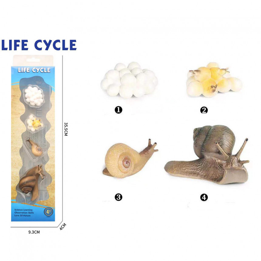Životni ciklus puža set od 4 dela