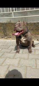 American bully pocket sampanj zenkica