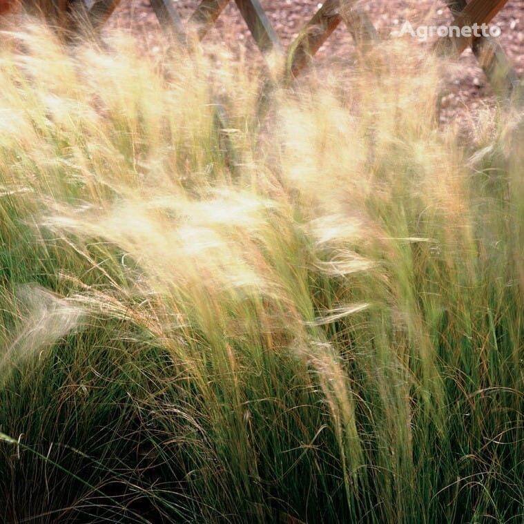 Ostnitsa Tsieniutka Stipa Tenuissima 'Poni Tails'