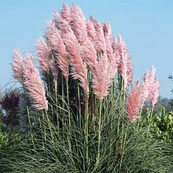 Pampas Grass Pink Feather Tsortaderia Selloana