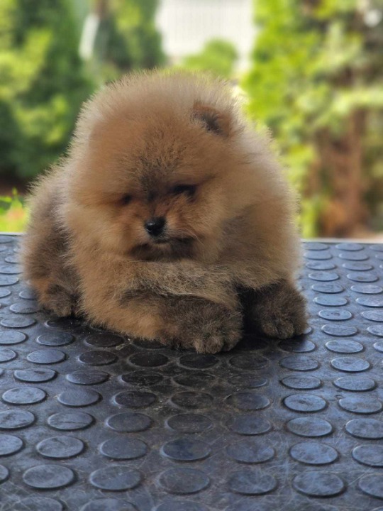 Pomeranac BOO MEDVEDIĆI