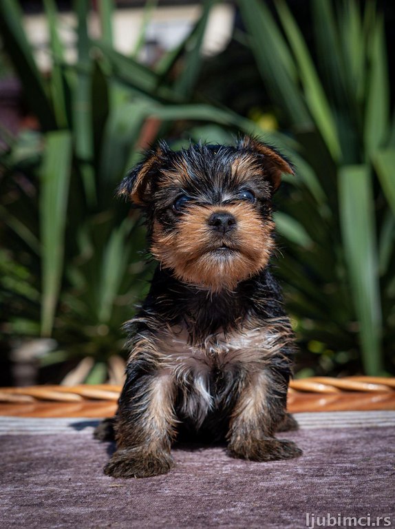 Mini jorksir YORKI