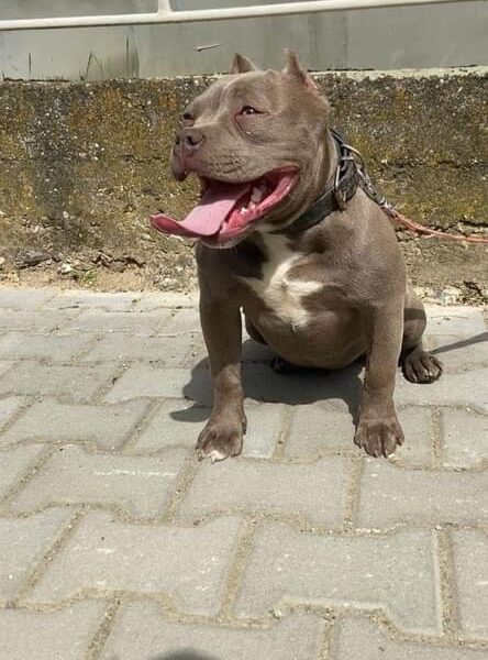 American bully pocket sampanj zenkica