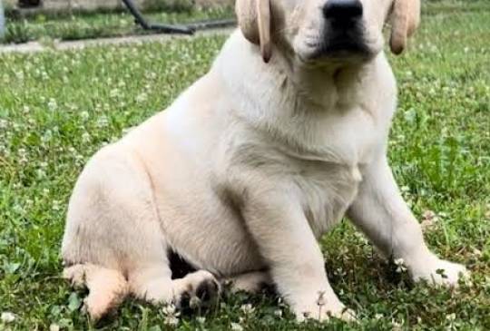 Labrador retriver