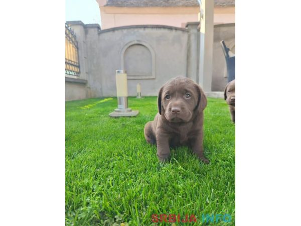 Labrador retriver