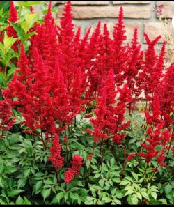 Astilbe 'red'