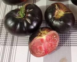 Rasad-Domaci Crni paradajz-Mesnat,sladak i veoma zdrav