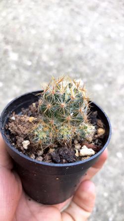 Mammillaria prolifera