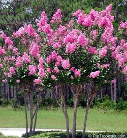 Lagerstroemia indica - Indijski jorgovan pink boje