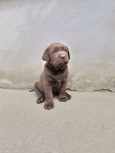 Labrador retriver