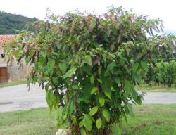 Vinobojka (Phytolacca americana