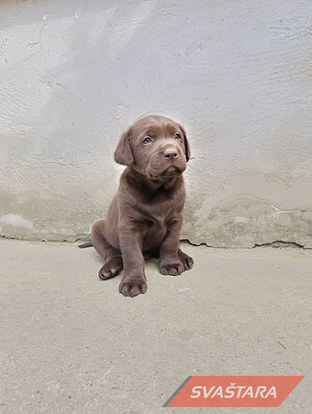 Labrador retriver