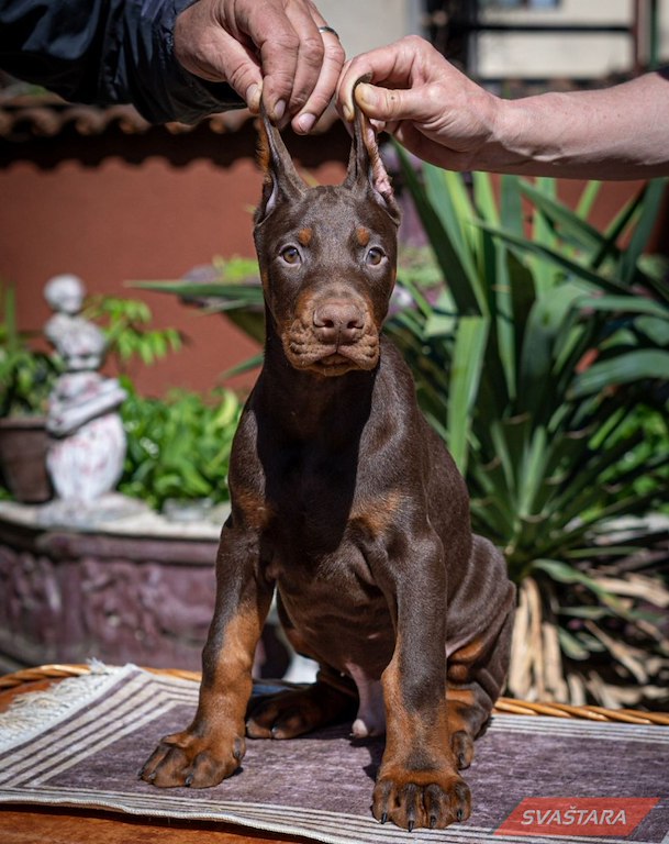 Doberman prelepi stenci