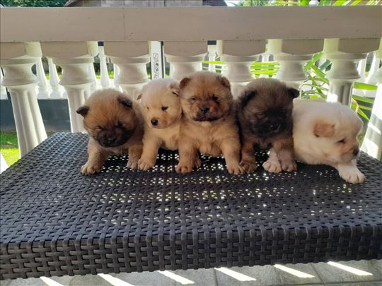 Na prodaju štenci rase Čau Čau - Chow Chow