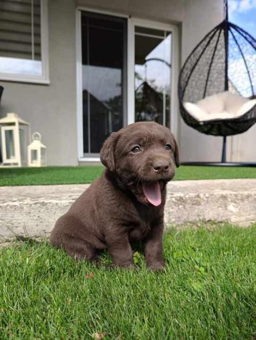 Labrador retriver