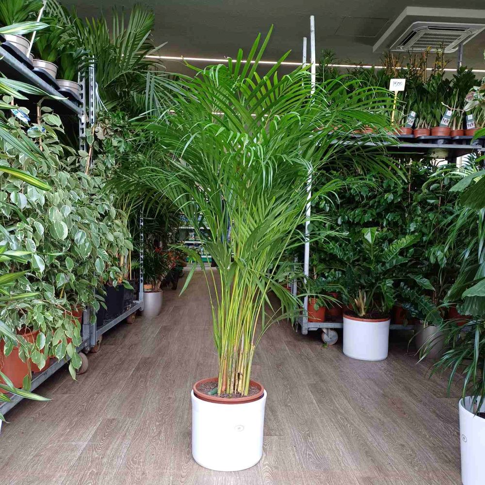 Dypsis lutescens- Areca palma 120 cm