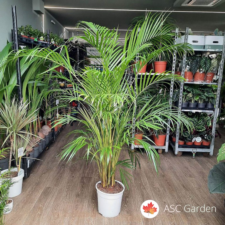 Dypsis lutescens- Areka palma 100 cm