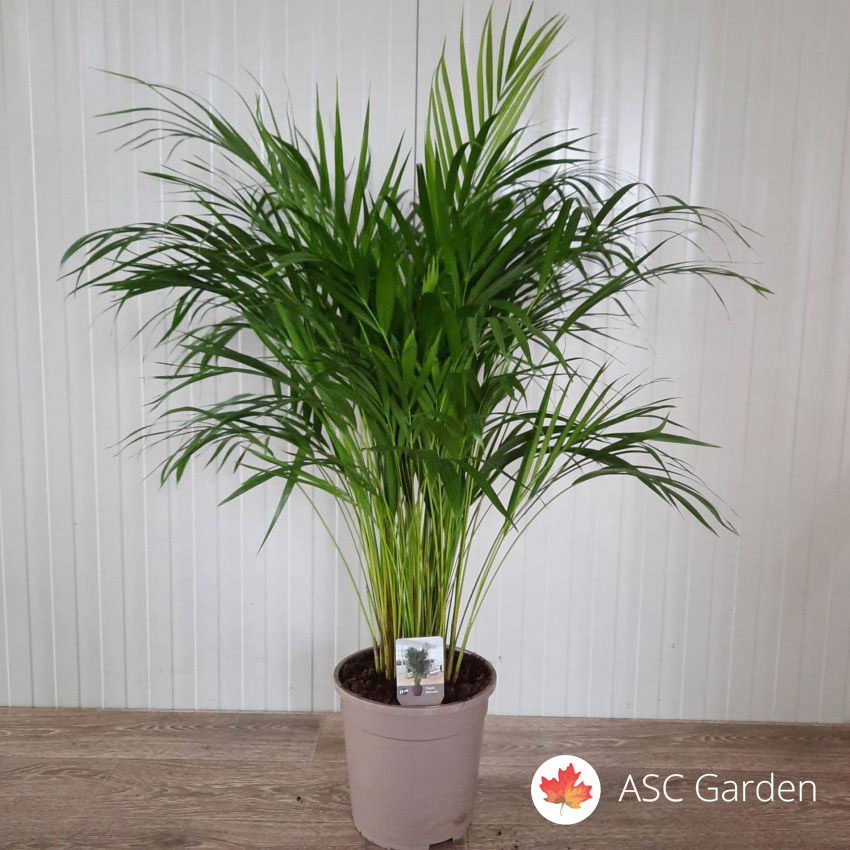 Dypsis lutescens- Areca palma 120 -140 cm